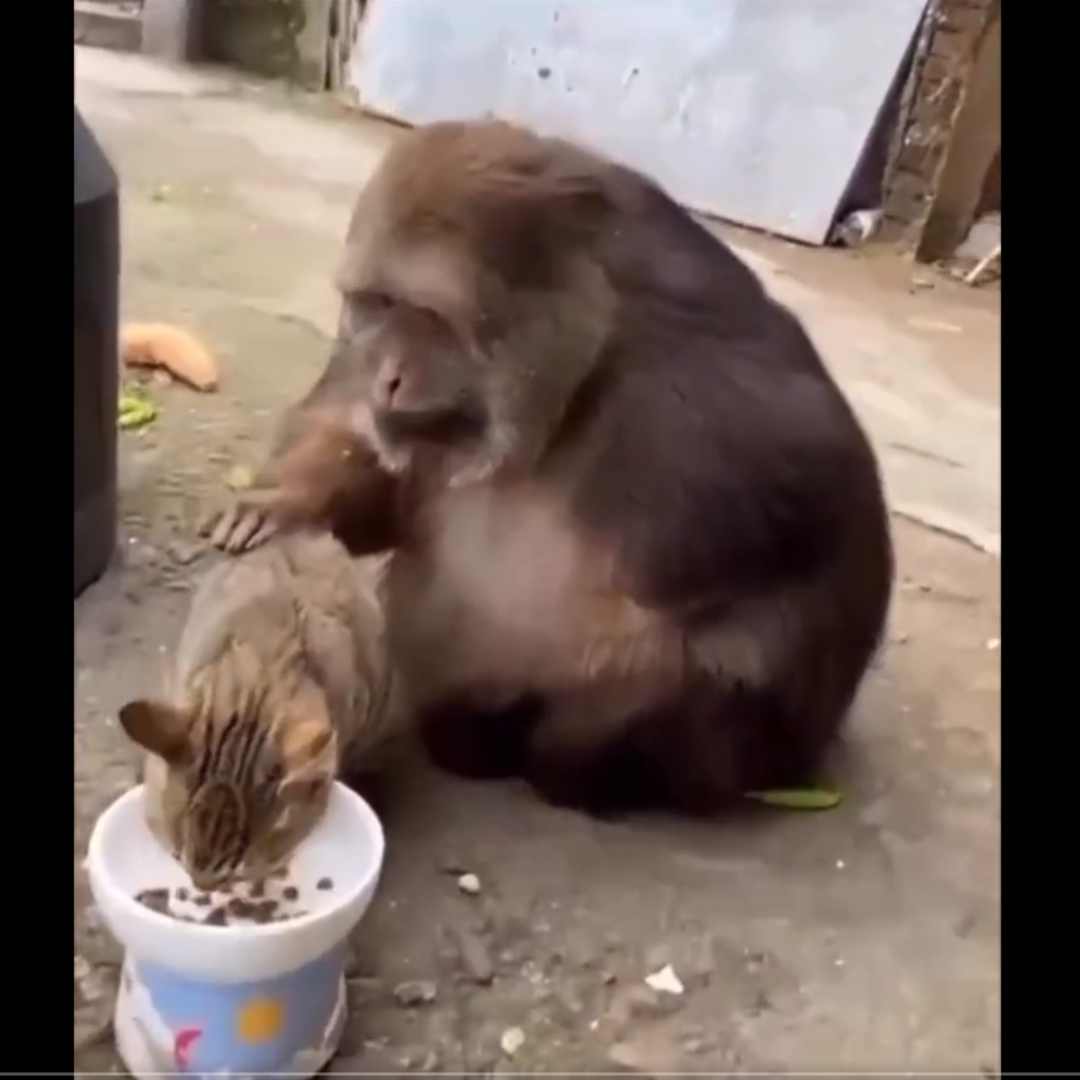 Watch: Heartwarming Video Of Cat And Monkey Goes Viral On Social Media